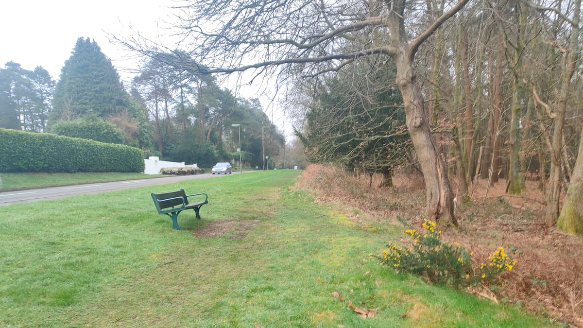 Half-mile-long wildflower verge created in partnership with National ...