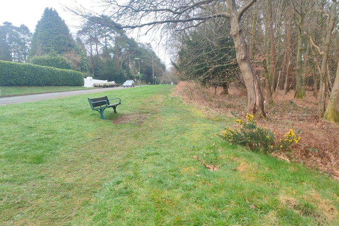 Half-mile-long wildflower verge created in partnership with National ...